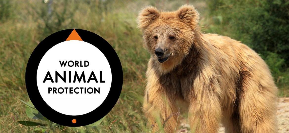 World Animal Protection: George's page